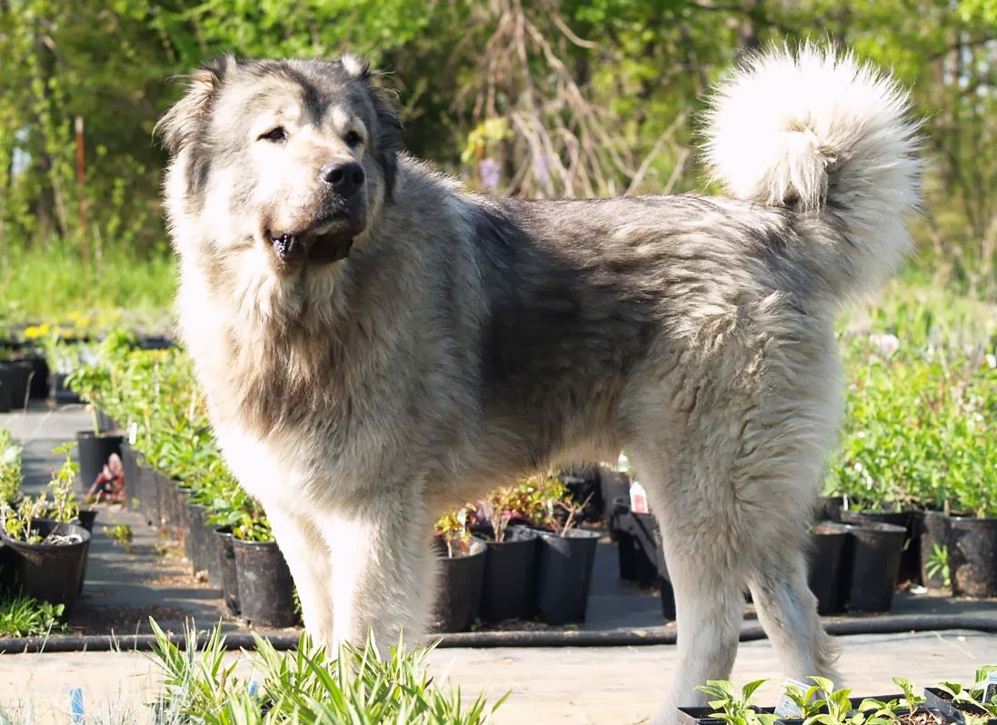 The Caucasian Shepherd Dog - Pets