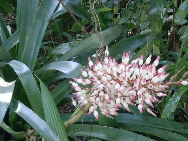 60歳で無職の優雅な日々: ポルテア・アラティセパラ Portea alatisepala