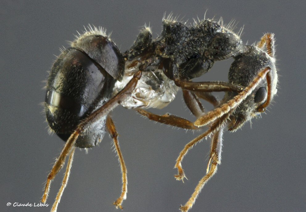 fourmis du Vietnam: Dolichoderus thoracicus