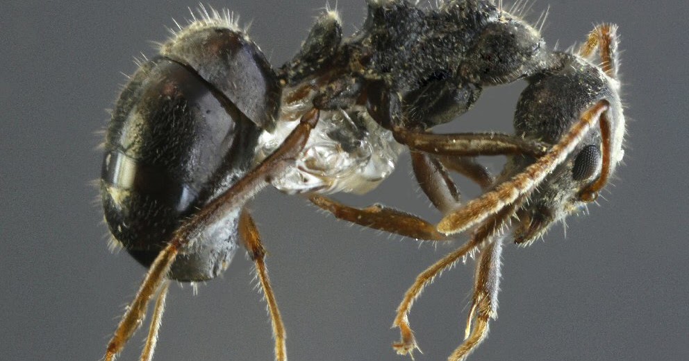 fourmis du Vietnam: Dolichoderus thoracicus