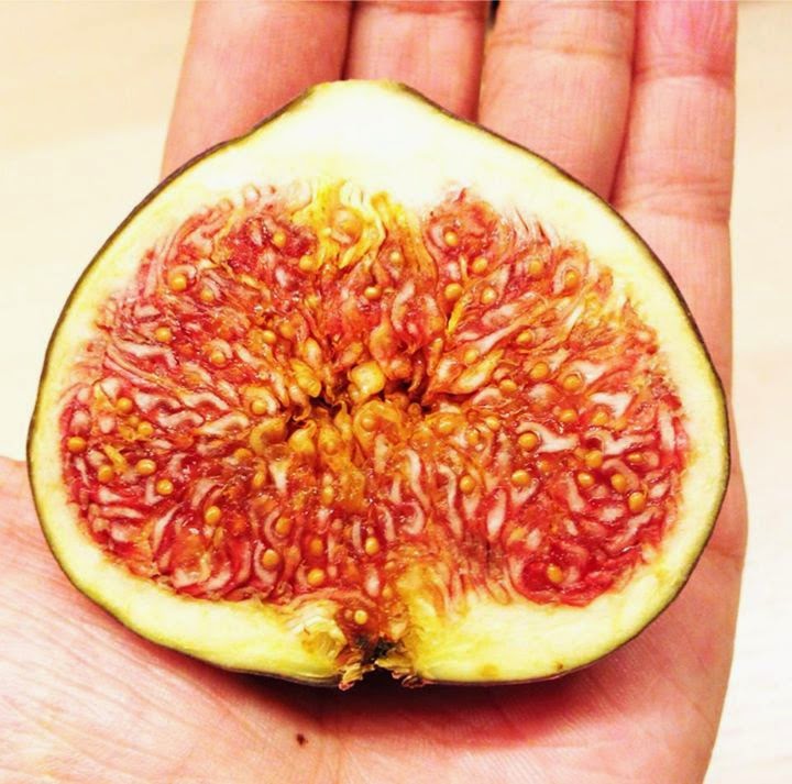 Figs Photo Collection Around the World: Figs : Bursa Siyah