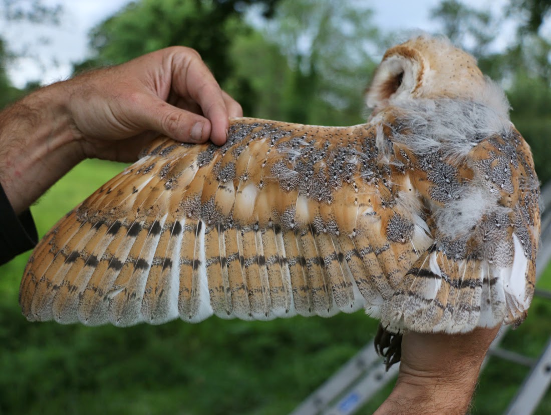 Kerry Birding: Barn Owl tree nest