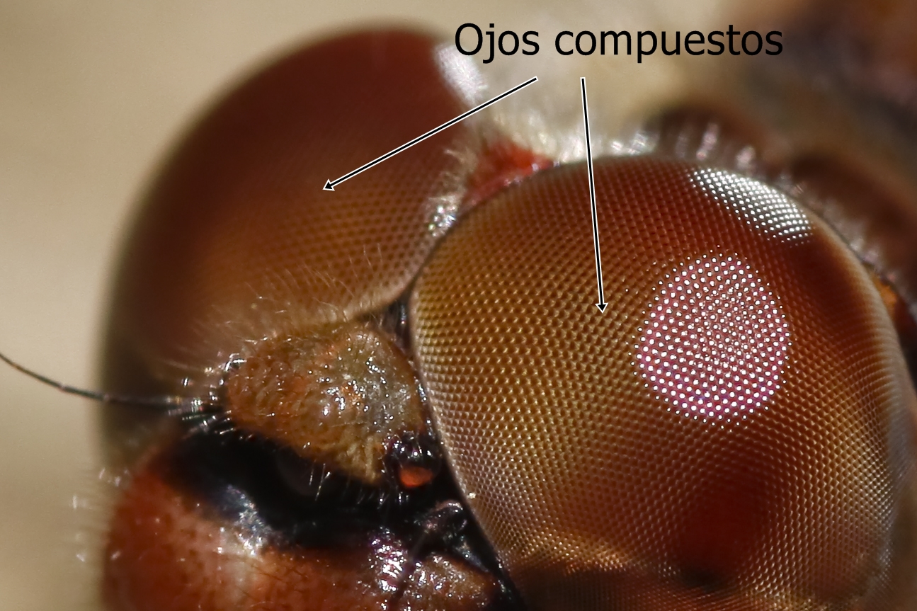 Libélulas en Gran Canaria: Los ojos de las libélulas