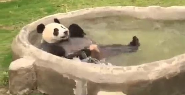 White Wolf : Adorable panda cub enjoys an extremely fun bath time