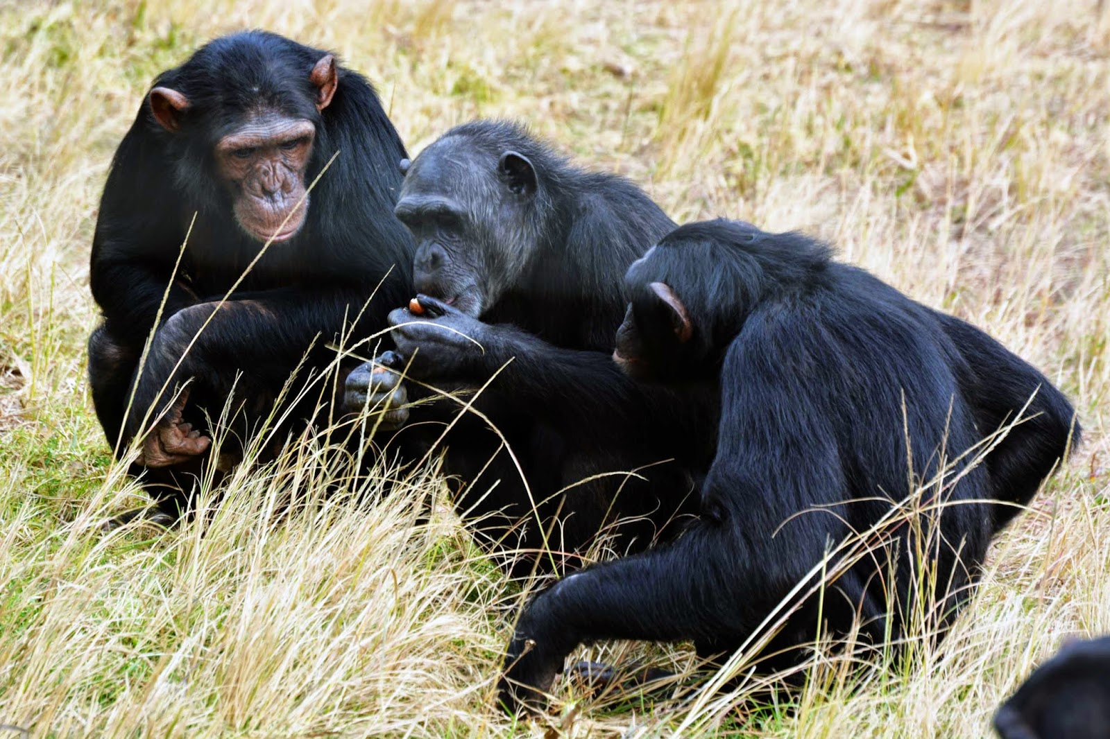 The Suitcase Diaries: Chimp Eden