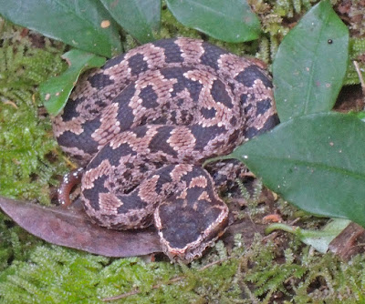 Ular Asli Indonesia: Mengidentifikasi Ular