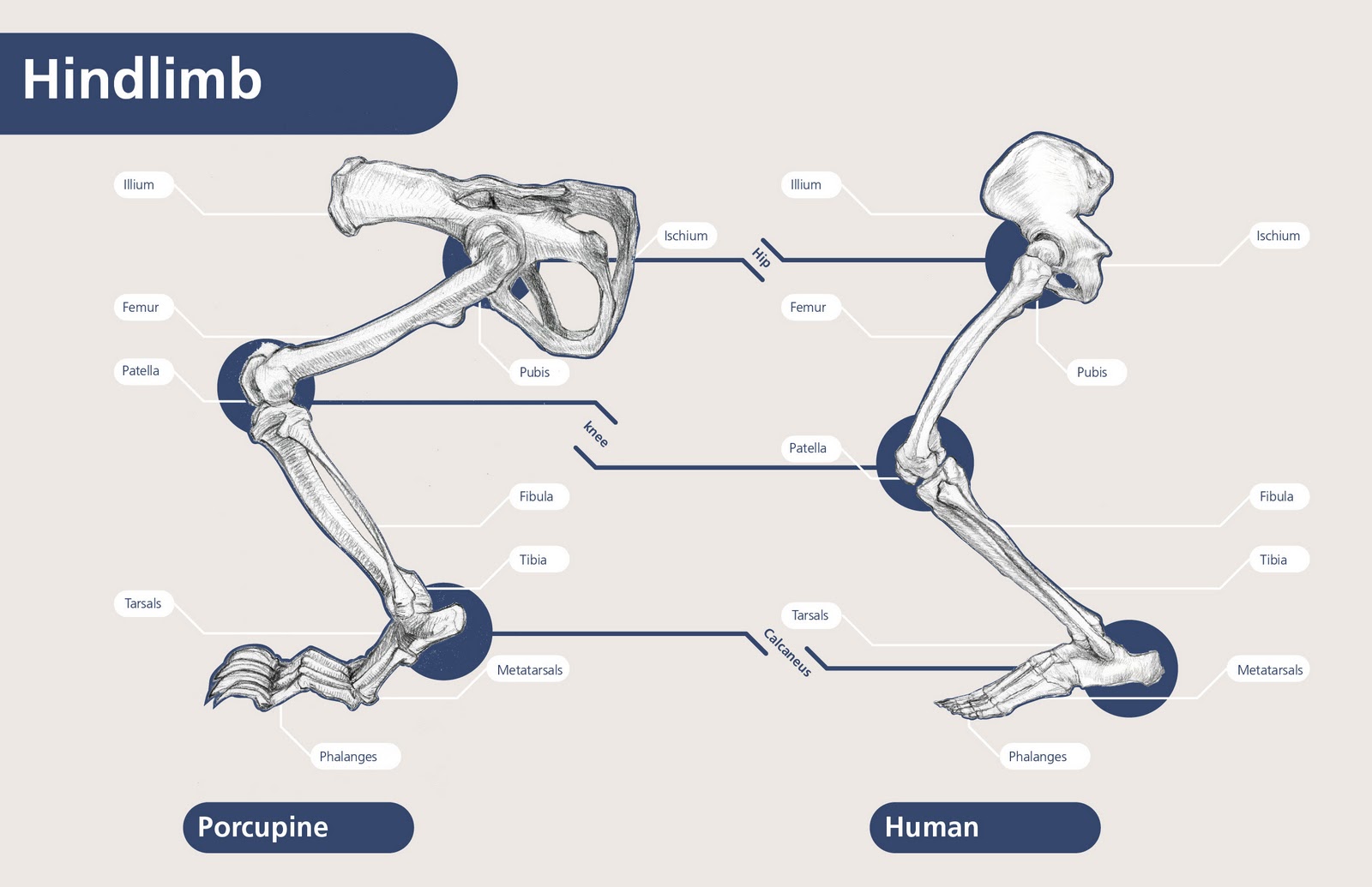 J.LEUNG: HINDLIMB [draft]