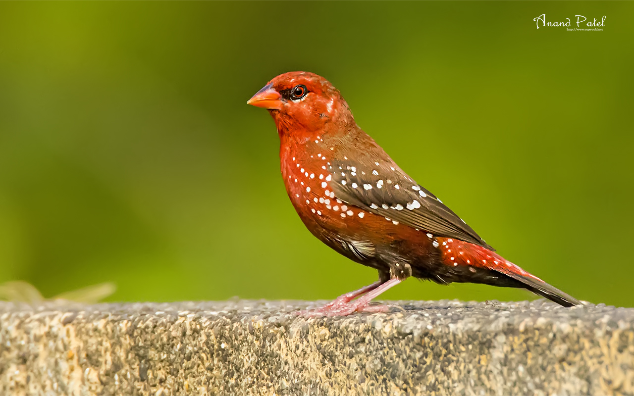Red Munia | YuGWoRLD
