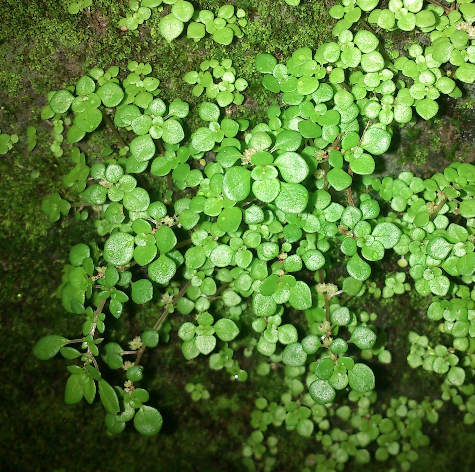 Species New to Science: [Botany • 2017] Pilea victoriae • A New ...