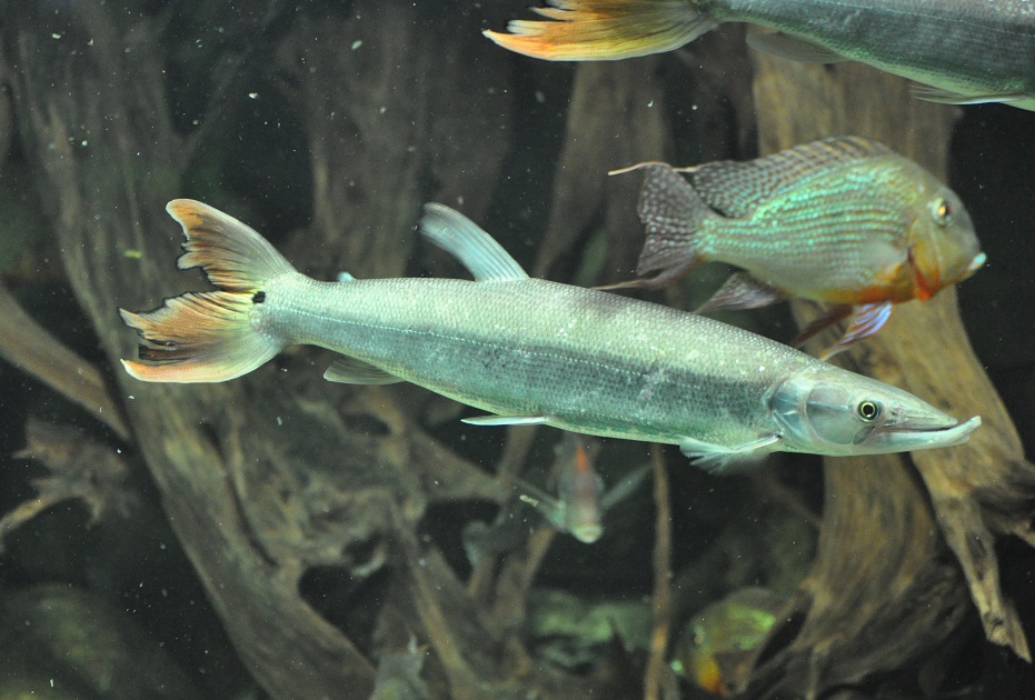 ZOOTOGRAFIANDO (6.100 ANIMALS): PICUA DE AGUA DULCE (Boulengerella cuvieri)