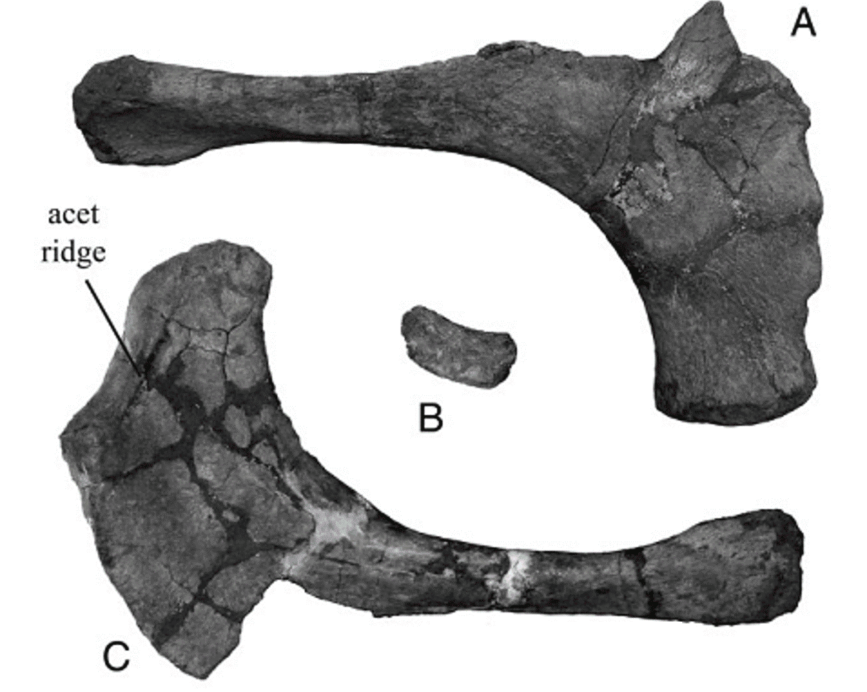 Lourinhasaurus alenquerensis , el retorno del Rey | Dinosaurios (El ...