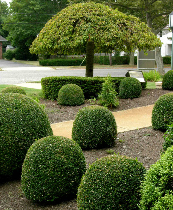 Studio and Garden: At the Shore: Sculpted Hedges
