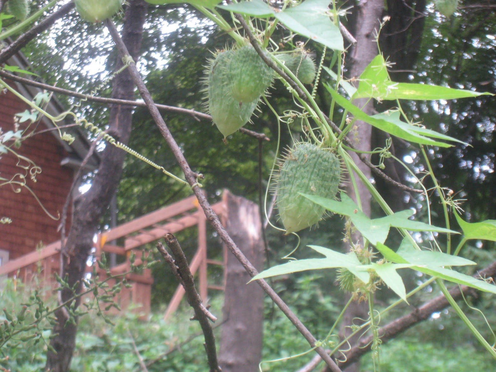 Maynard Life Outdoors and Hidden History of Maynard: Wild Cucumber ...