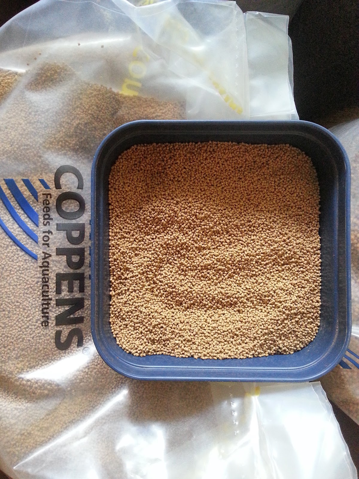 Vidéo feeder : préparer ses micro-pellets pour le feeder - JNSpecimen ...