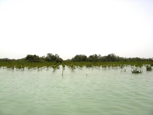 Spreebird wildlife: JIWANI PORT (BALUCHISTAN-PAKISTAN)