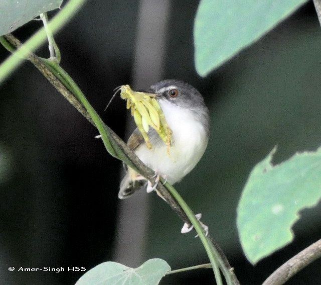 Aneka Gambar Burung Ciblek Dan Prenjak Yanga Banyak Beredar Di Asia