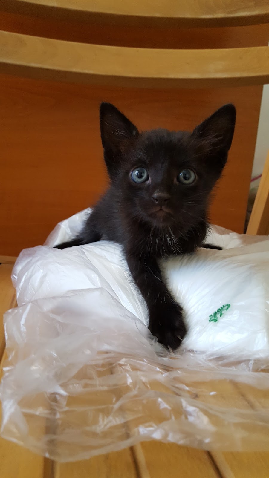 adoptieanimale.ro: PISOI MIC de 2 luni - CAUTAM STAPANI BUNI - Bucuresti