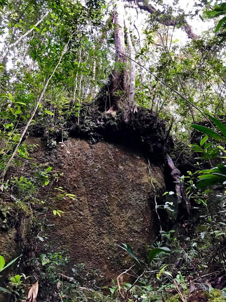 Extreme Benum Dayhike (via Lata Berembun) in 24 Hours | Catchingtravels