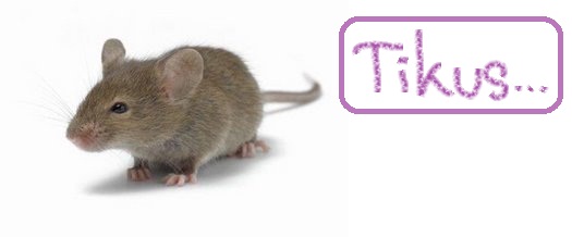 This is Hamster's Home: Perbedaan Hamster, Tikus dan Tikus Belanda ...