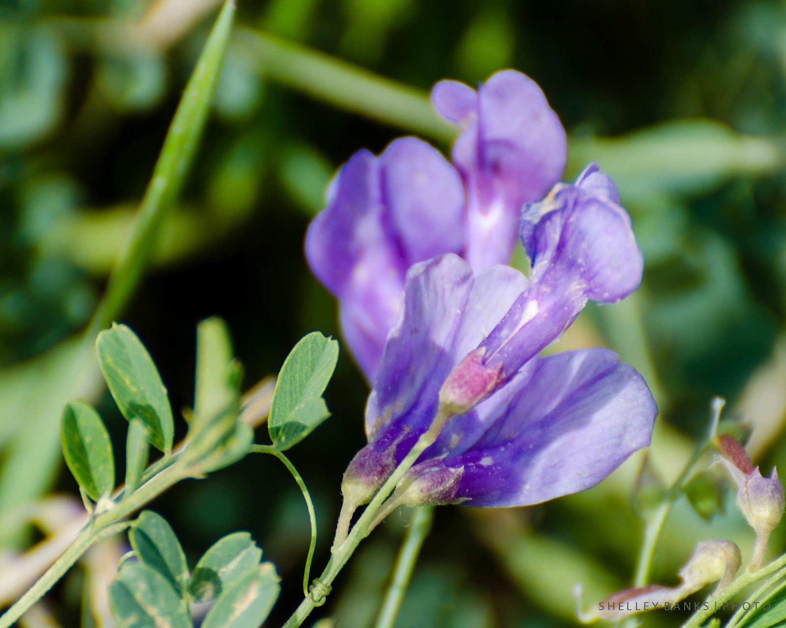 Prairie Wildflowers: Wild Vetch: Second purple prairie flower this year