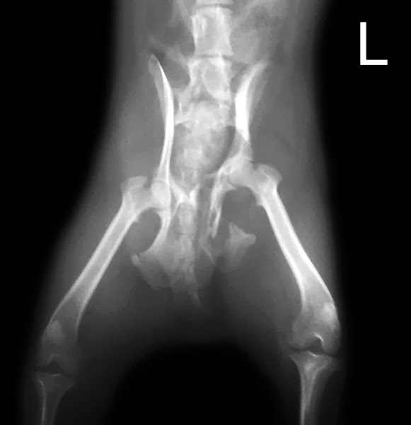 ARTROVET: Fractura de cadera