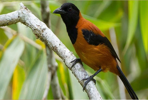 Top 5 pássaros que podem te envenenar - Jornal do Pet