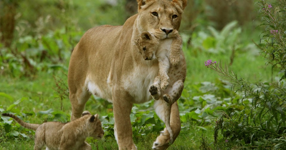 Lion Cubs For Sale