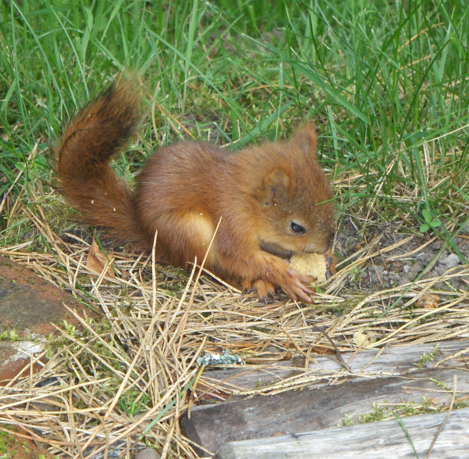 Elämää Onnenpähkinässä: Oravan poikasia