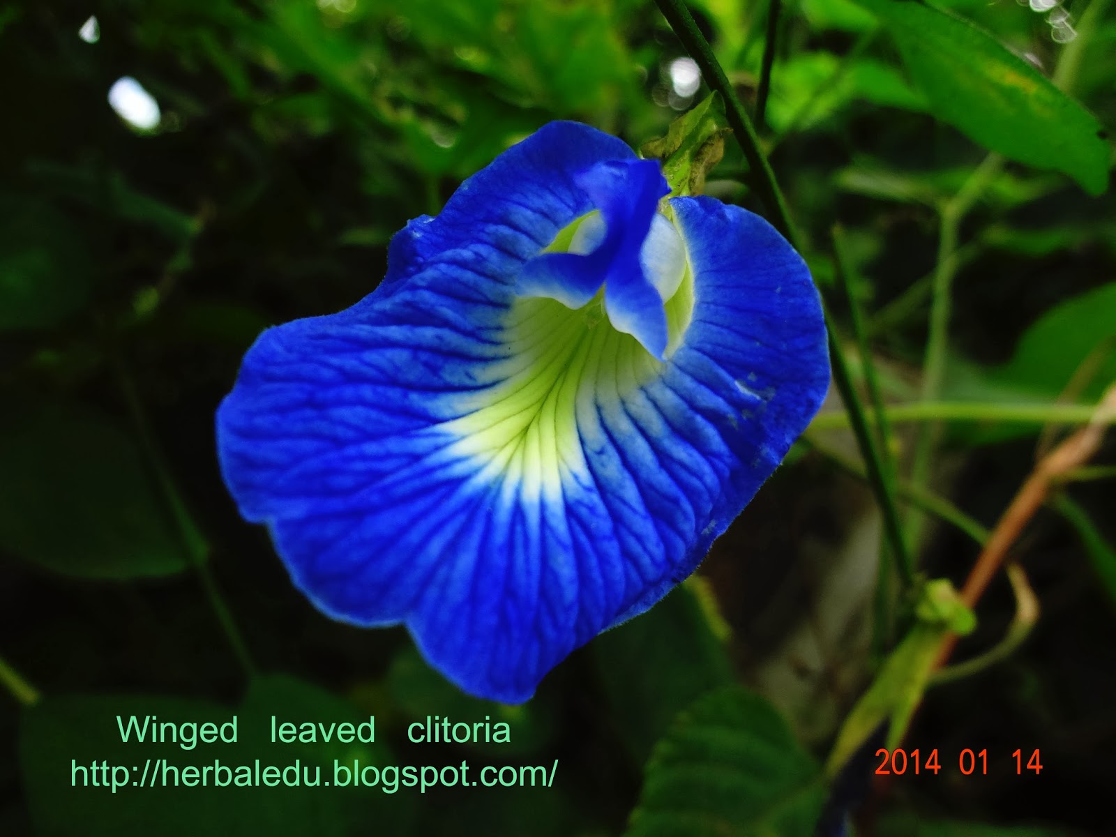 Clitoria terneata - Katarodu - කටරොඩු - Herbal Plants of Asia