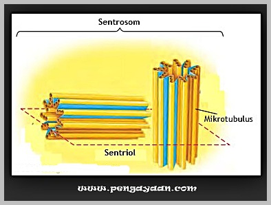 Gambar Sel Hewan dan Sel Tumbuhan Beserta penjelasannya: 2016