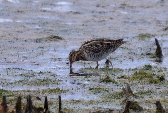 Woods Walks and Wildlife: Snipe!