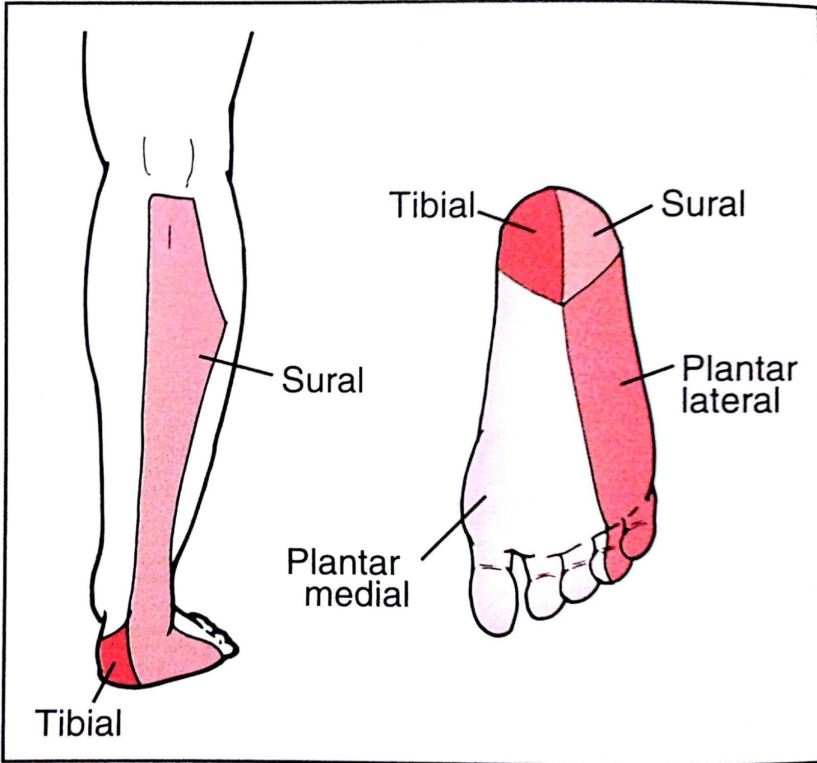 Fisioterapia para todos: Dermatomas