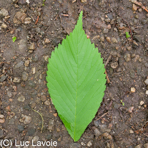 Arbres des parcs-nature et boisés de Montréal: Feuille de l'orme rouge