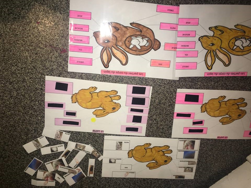 La maternelle de Romane : Associer les images et les mots des parties ...