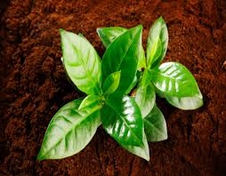 Tanaman Budidaya: Cara Menanam Teh Yang Baik Untuk Hasil Yang Memuaskan