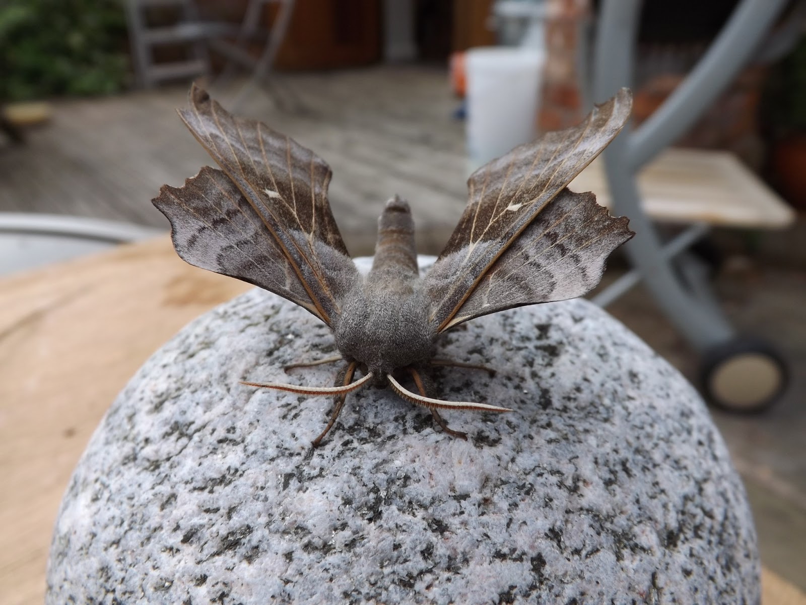 Rocking On The Wilde Side: Monster Moths