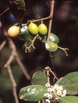 Safari ya Baringo: Edible indigenous plants within forests of Baringo