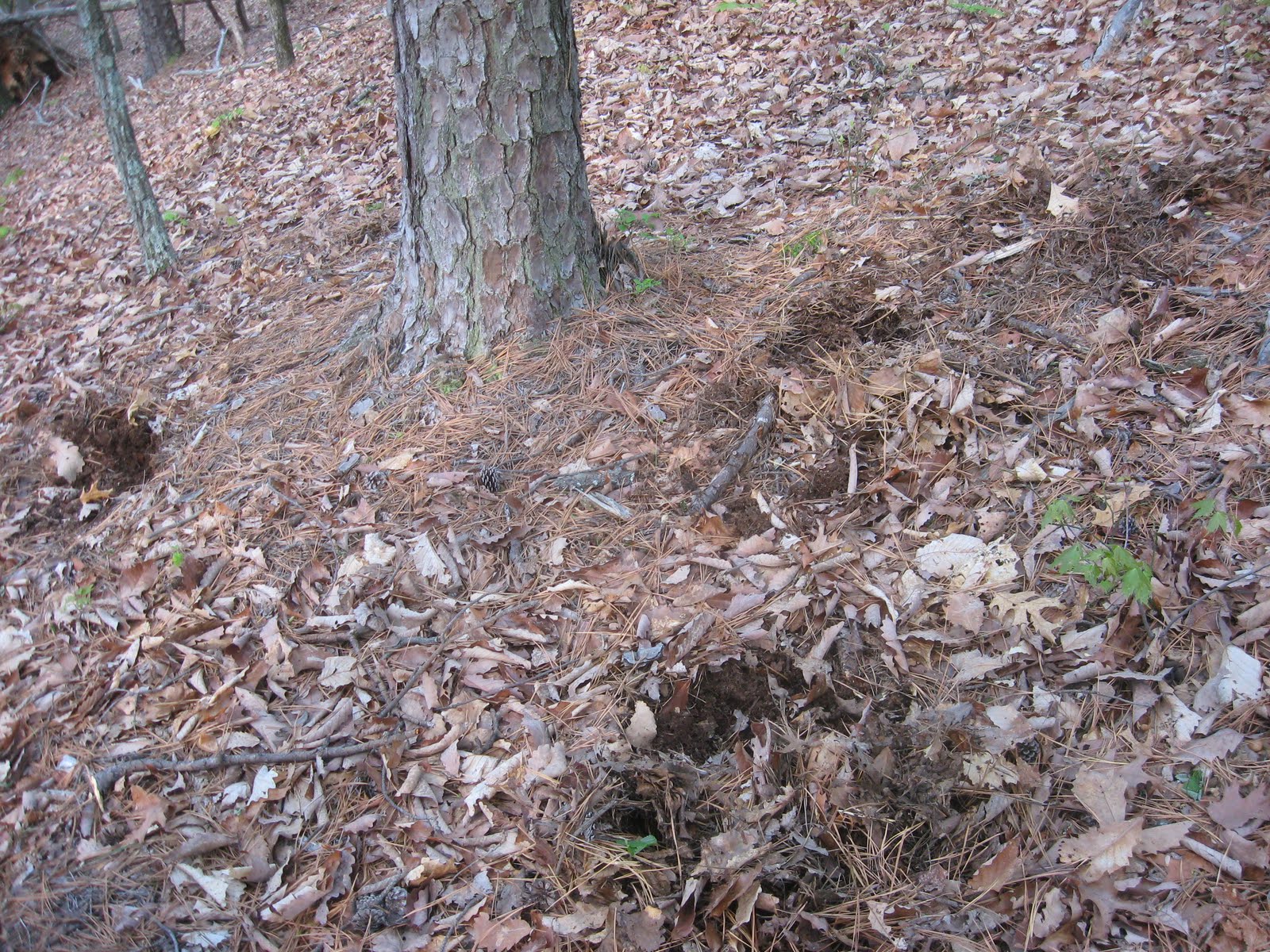 The Bumbling Bushman: On Flaccid Decoys And Empty Chambers: A Hunting Story