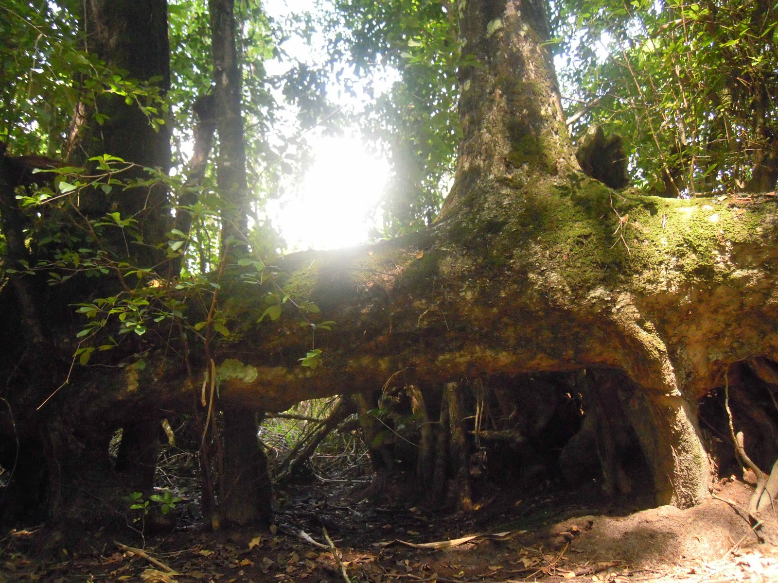 Keep Tabs on Sam: Trip to Zaps