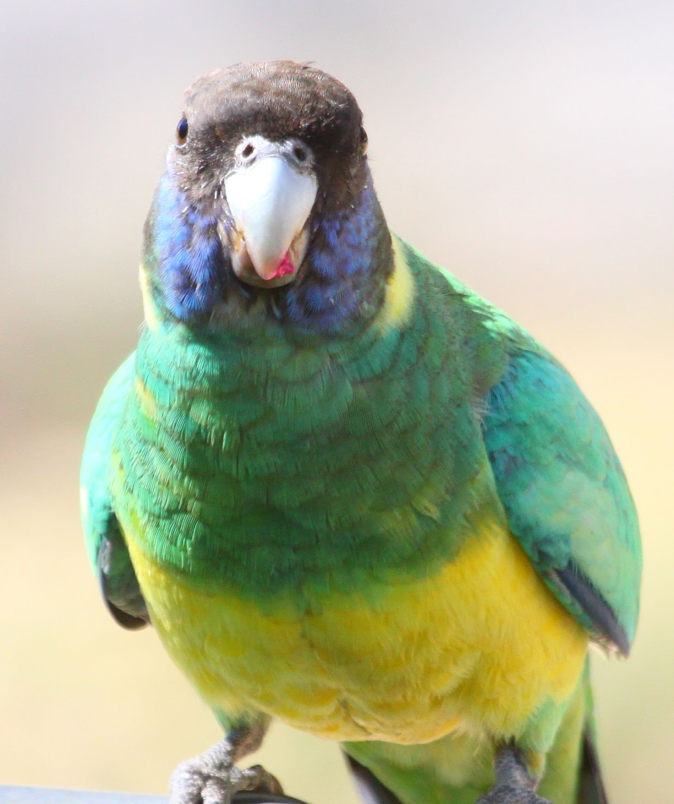 Richard Waring's Birds of Australia: Australian Ringneck - photos