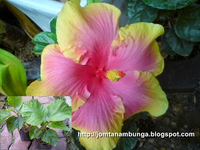 Jom Tanam Bunga: Bunga Pun Beraya Juga