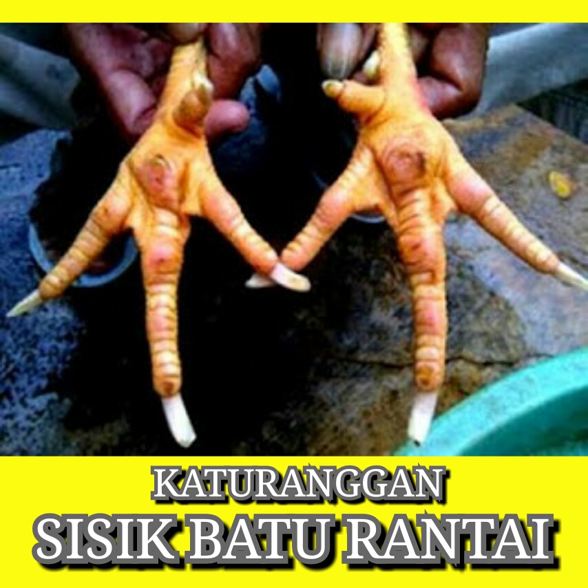 16 MACAM JENIS SISIK KAKI AYAM UNGGULAN TERPOPULER | AYAM JAWARA KITA