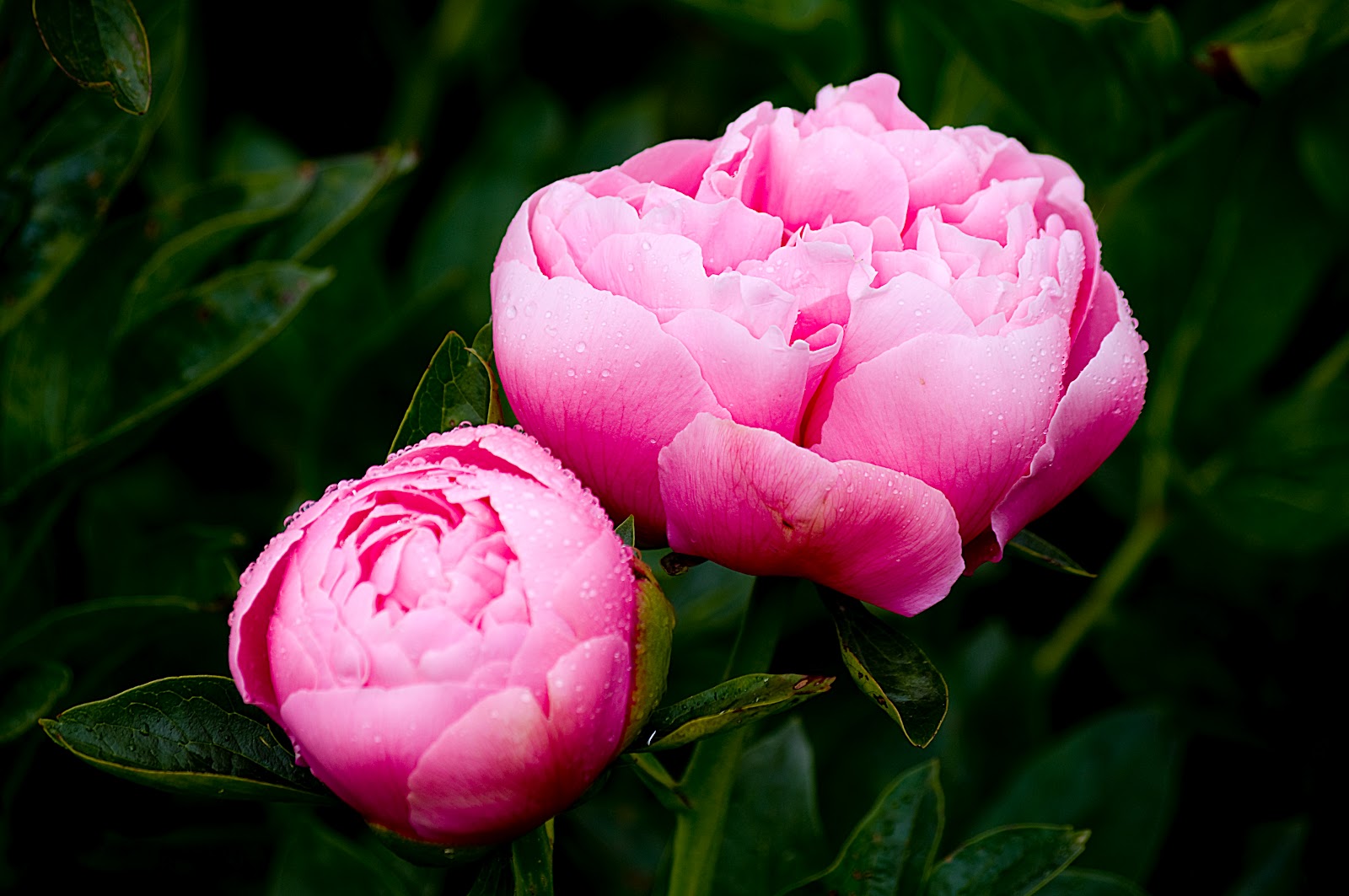 Thom Zehrfeld Photography Adelman Gardens Peony Paradise Three