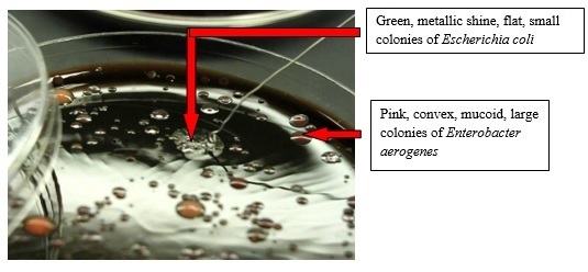Confirmed Test for Coliform Bacteria | Learn Microbiology