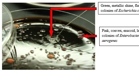Confirmed Test for Coliform Bacteria | Learn Microbiology