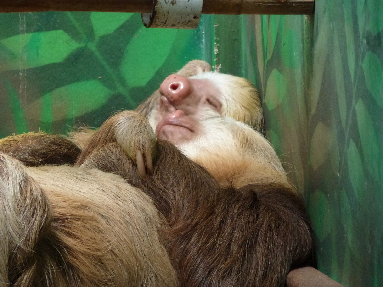 Costa Rican Red-Eyed Tree Blog: Homestay Part One: Sloths, sloths ...