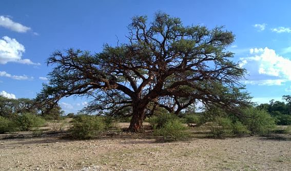 Namibia Reservations: Namibia's National tree, The Camelthorn