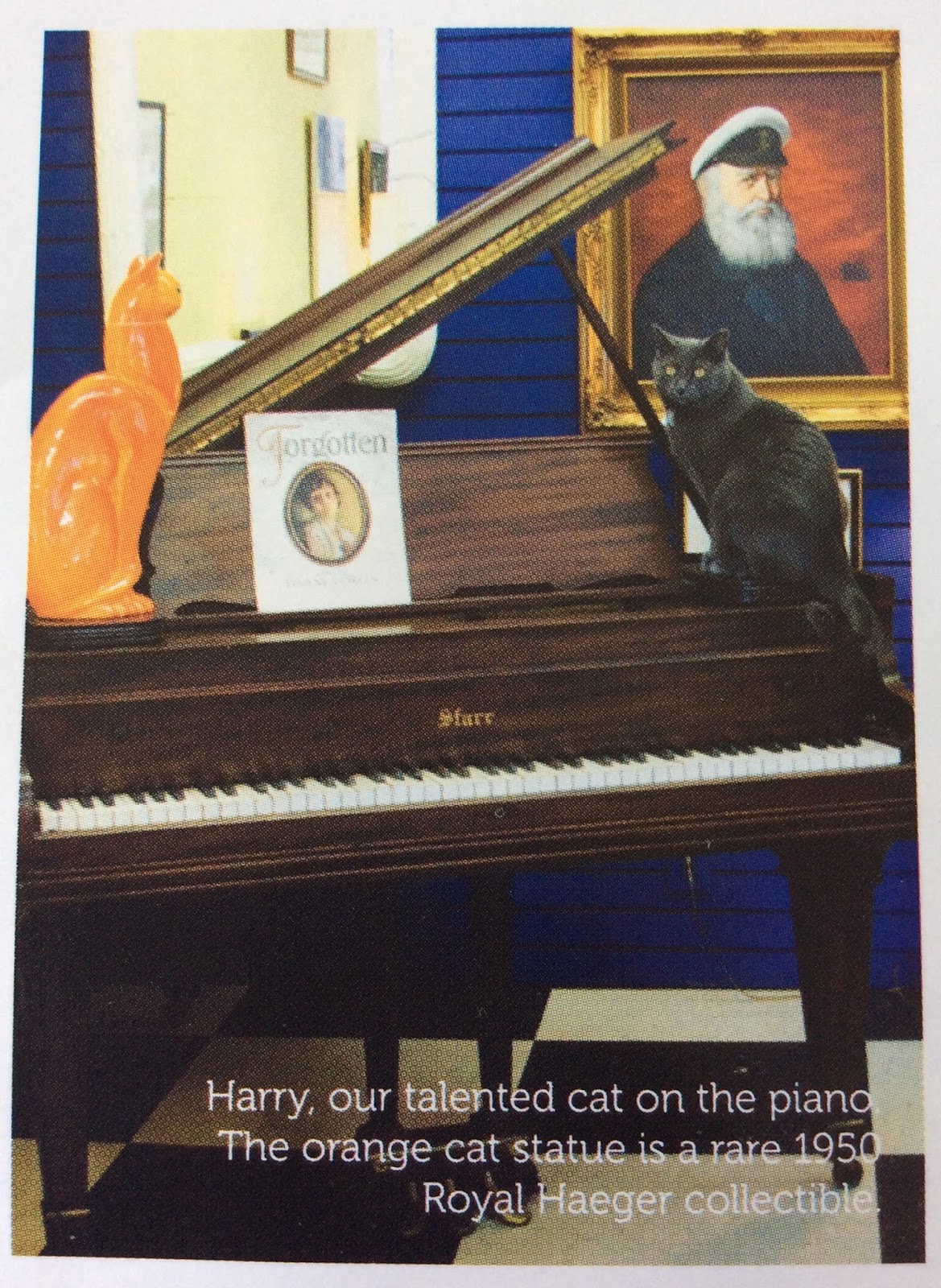 Harry the Chartreux Cat: HARRY THE GREEN CAT'S MODELING CAREER