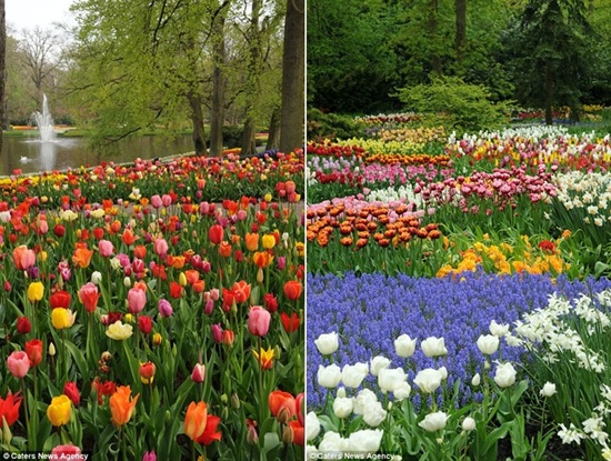 twenty2december™ : Mari cuci mata ~ Musim Bunga tercantik di Belanda.