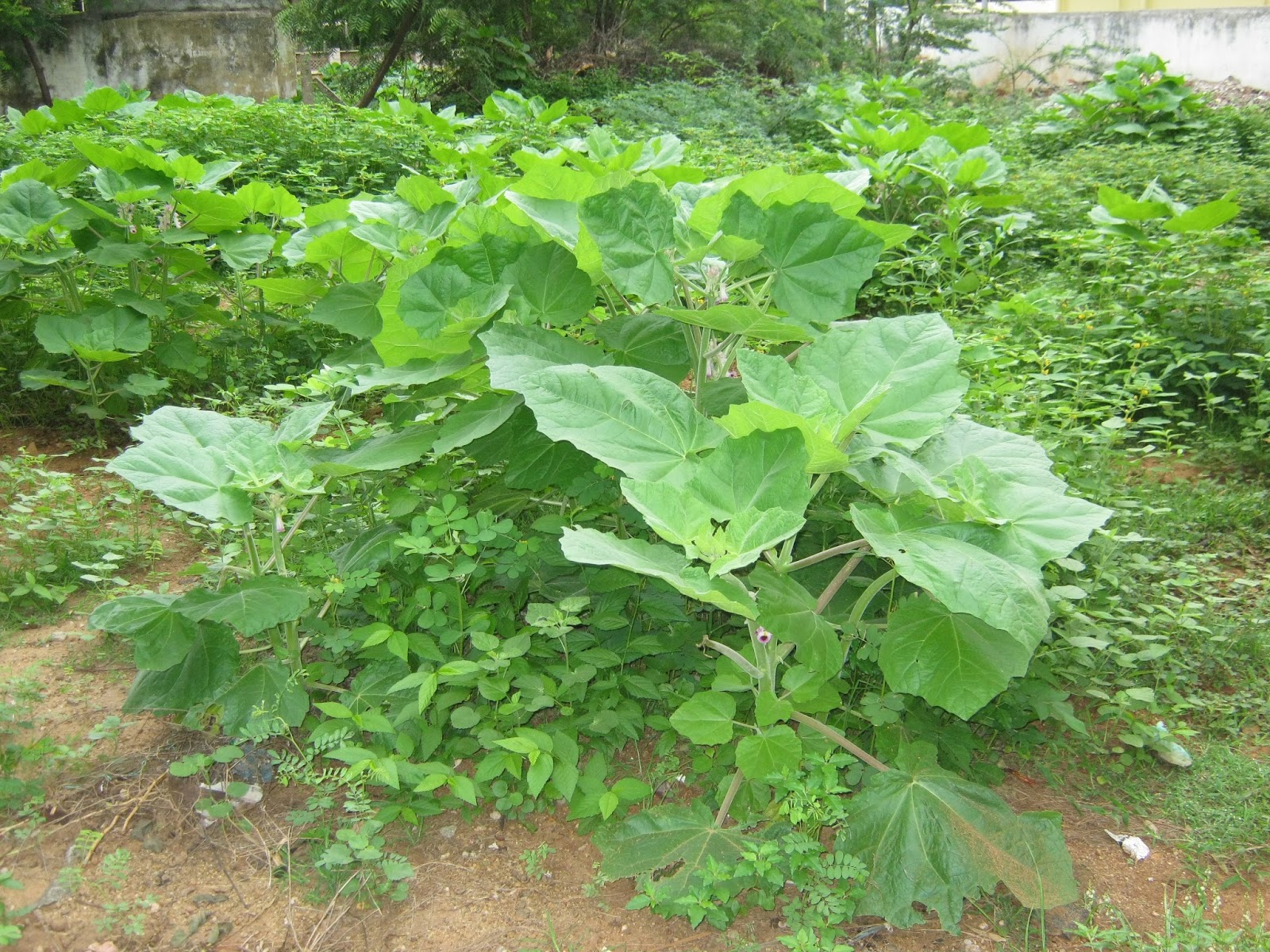 எனது எண்ணங்கள் ENATHU ENNANGKAL: காக்காமூக்கு செடி